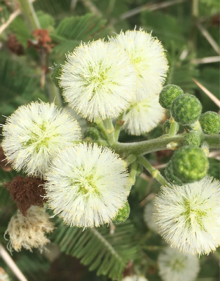 Senegalia Flower, Leaf, Care, Uses - PictureThis