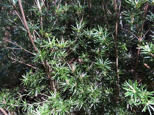 Cyathodes Care (Watering, Fertilize, Pruning, Propagation) - PictureThis