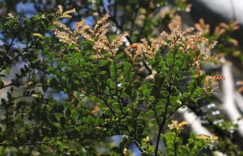 How to Plant and Grow Myrtle beech(Nothofagus cunninghamii)