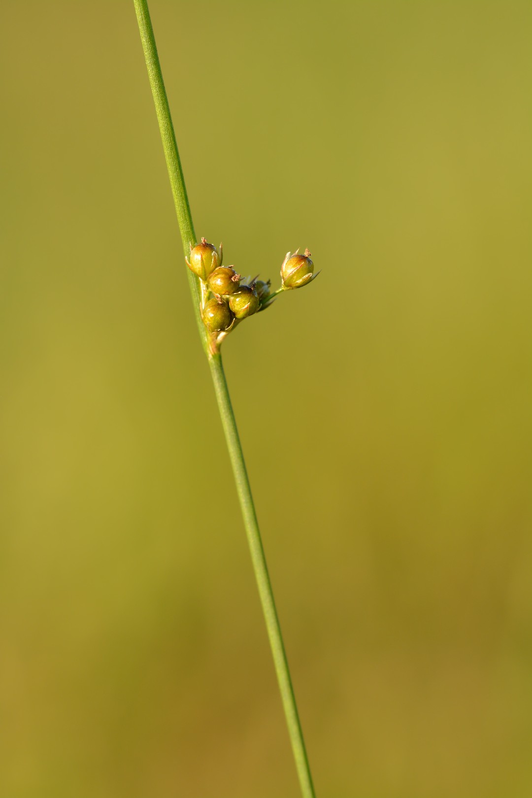 Thread rush (Juncus filiformis) Flower, Leaf, Care, Uses - PictureThis