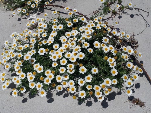 Anthémis maritime (Anthemis maritima) - PictureThis