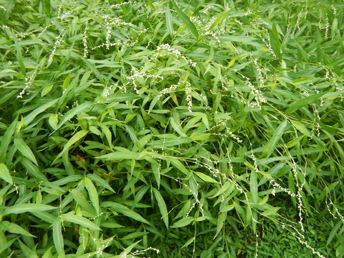 Persicaria punctata - PictureThis