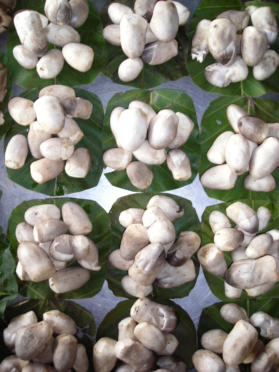 Paddy Straw Mushroom Scientific Name