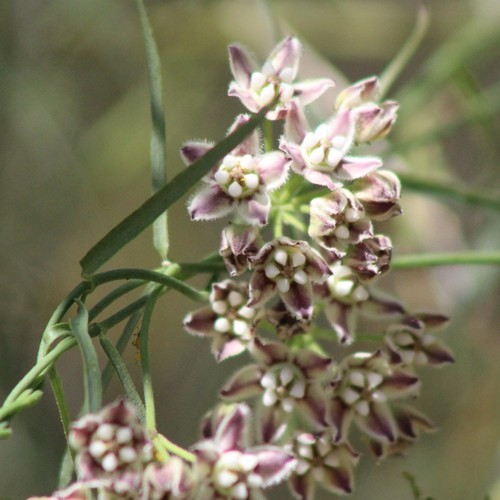 Funastrum cynanchoides var. hartwegii - PictureThis
