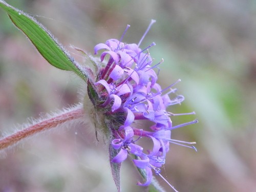 Crusea hispida - PictureThis