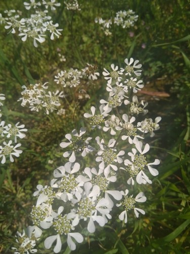 Mediterranean hartwort (Tordylium apulum) Flower, Leaf, Care, Uses ...