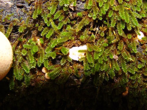 Leucodon julaceus 照顧，種植，繁殖，開花時間 - PictureThis