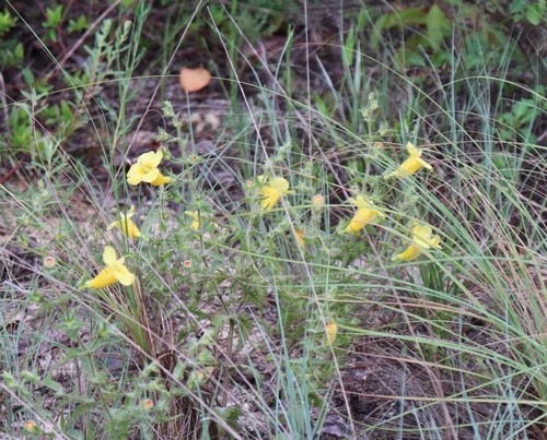 Combleaf yellow false foxglove (Aureolaria pectinata) Flower, Leaf ...