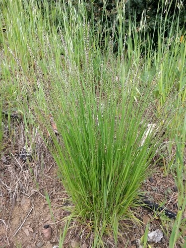 Torrey's melicgrass (Melica torreyana) Flower, Leaf, Care, Uses ...