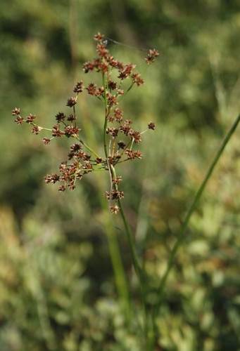 Jonc acutiflore (Juncus acutiflorus) - PictureThis