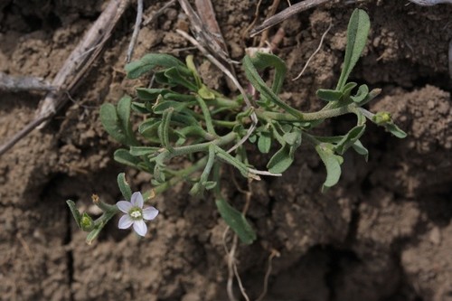 Convolvulus simulans - PictureThis