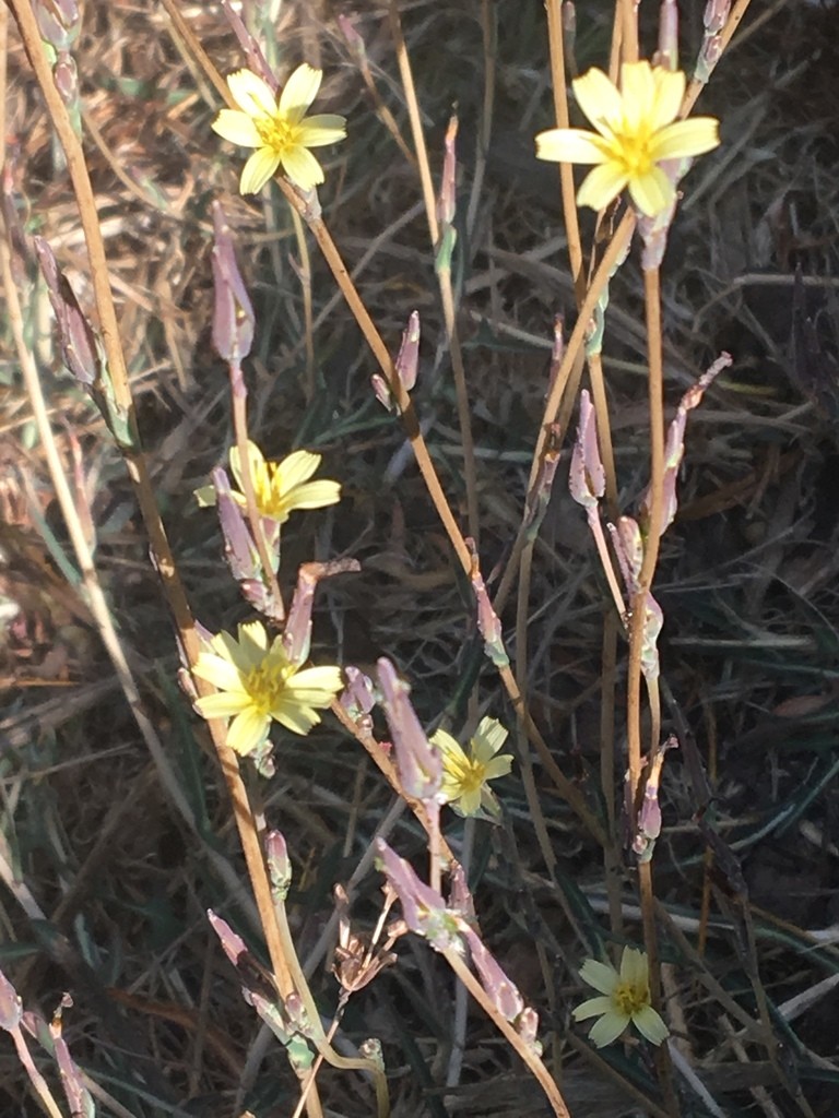 Willowleaf lettuce (Lactuca saligna) Flower, Leaf, Care, Uses - PictureThis