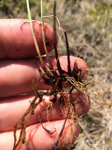 Cotton deergrass Care (Watering, Fertilize, Pruning, Propagation ...