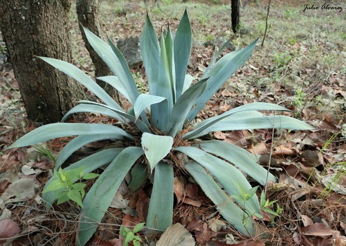 Agave hookeri Flower, Leaf, Care, Uses - PictureThis