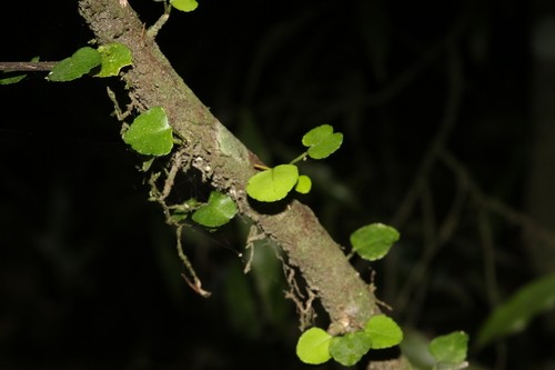 Melicope simplex - PictureThis