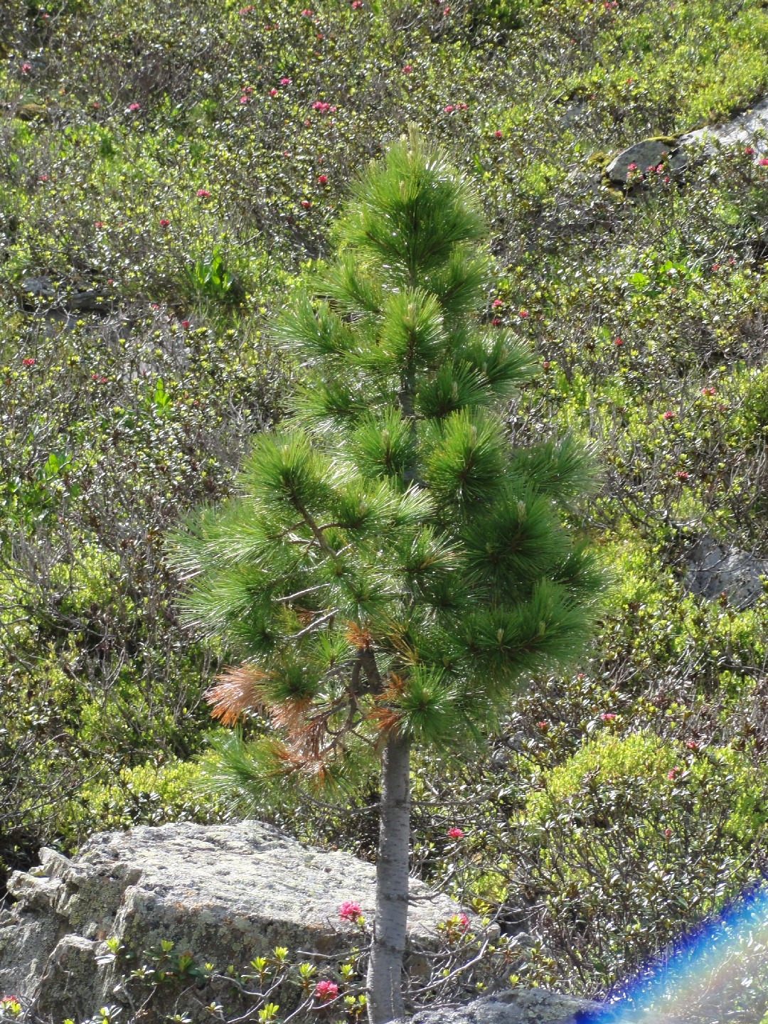 Pino cembro (Pinus cembra) - PictureThis