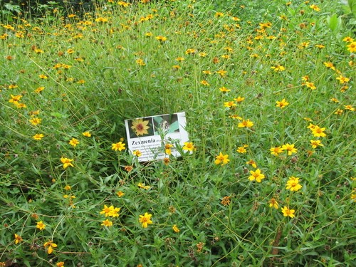 Hairy wedelia (Wedelia acapulcensis var. hispida) Flower, Leaf, Care ...