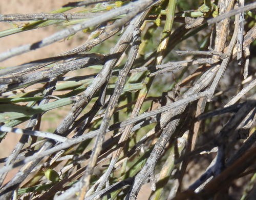 Lacomucinaea lineata - PictureThis