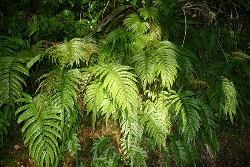 Mountain kiokio (Parablechnum montanum) Flower, Leaf, Care, Uses ...