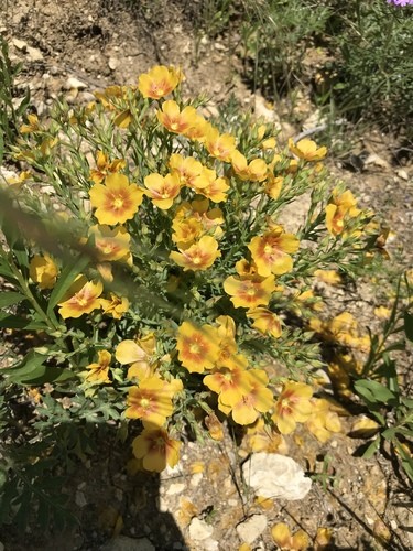 Linum rigidum - PictureThis