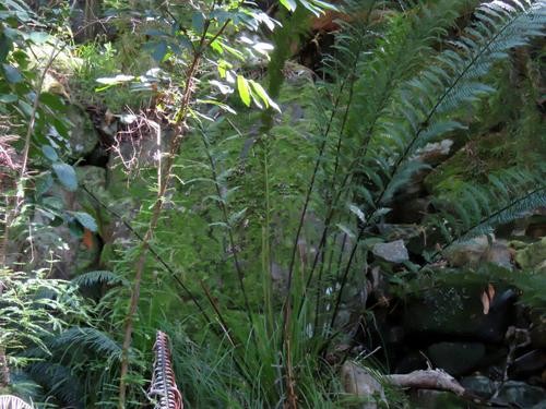 Todea barbara - PictureThis