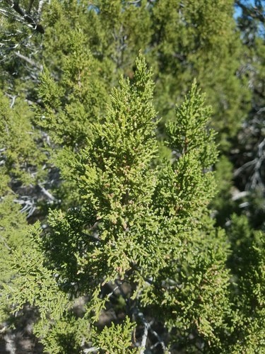 Rose fruited juniper (Juniperus coahuilensis) Flower, Leaf, Care, Uses ...