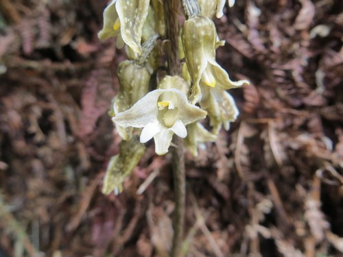 Gastrodia molloyi - PictureThis