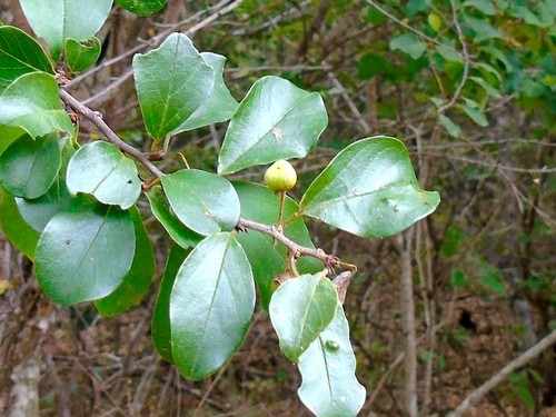 Colubrina heteroneura - PictureThis