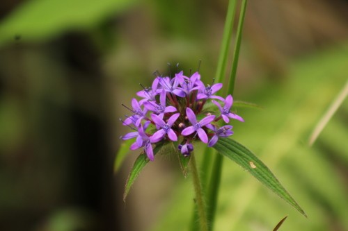 Crusea hispida - PictureThis