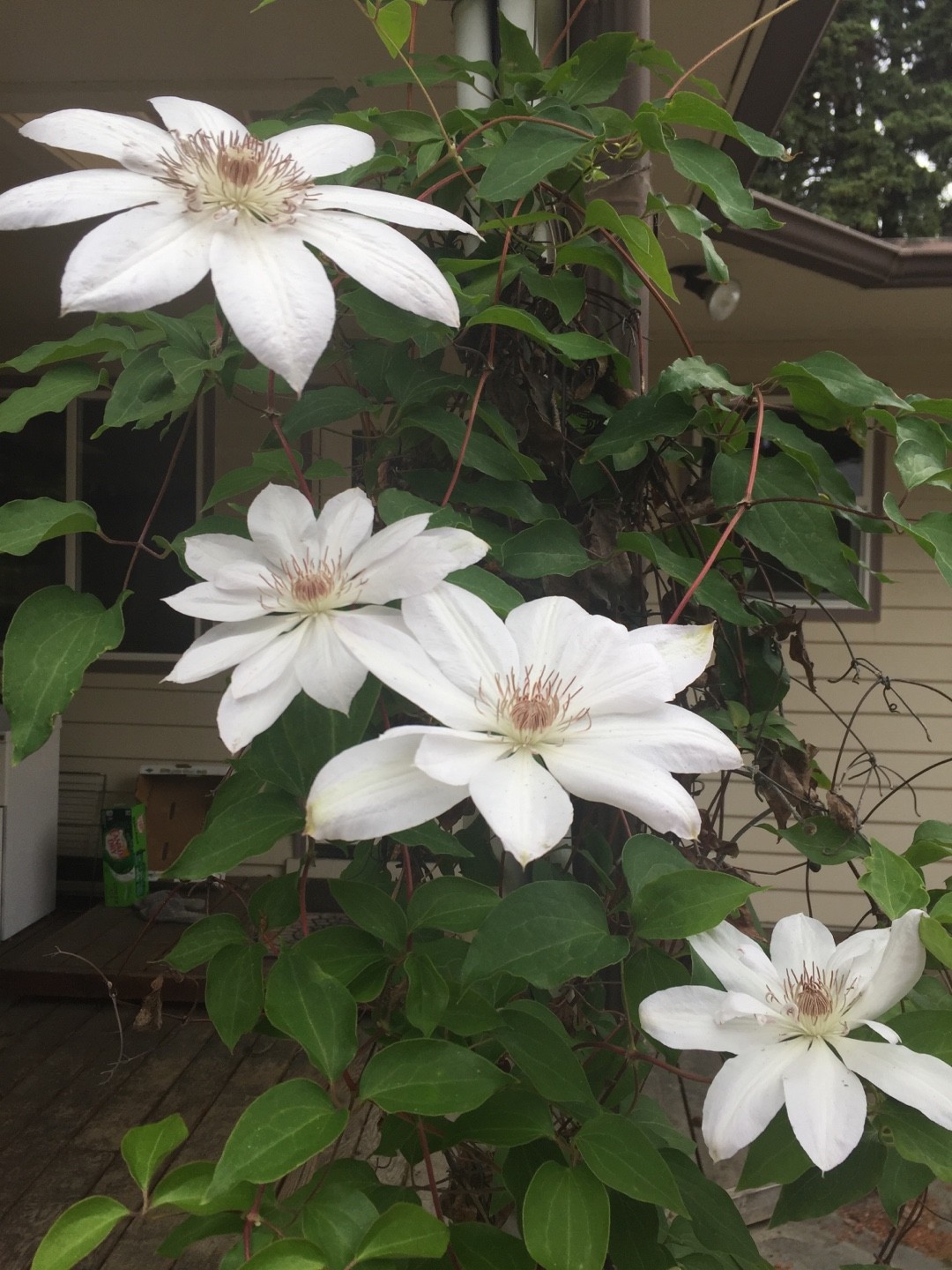 Clematis 'Mrs George Jackman' - PictureThis
