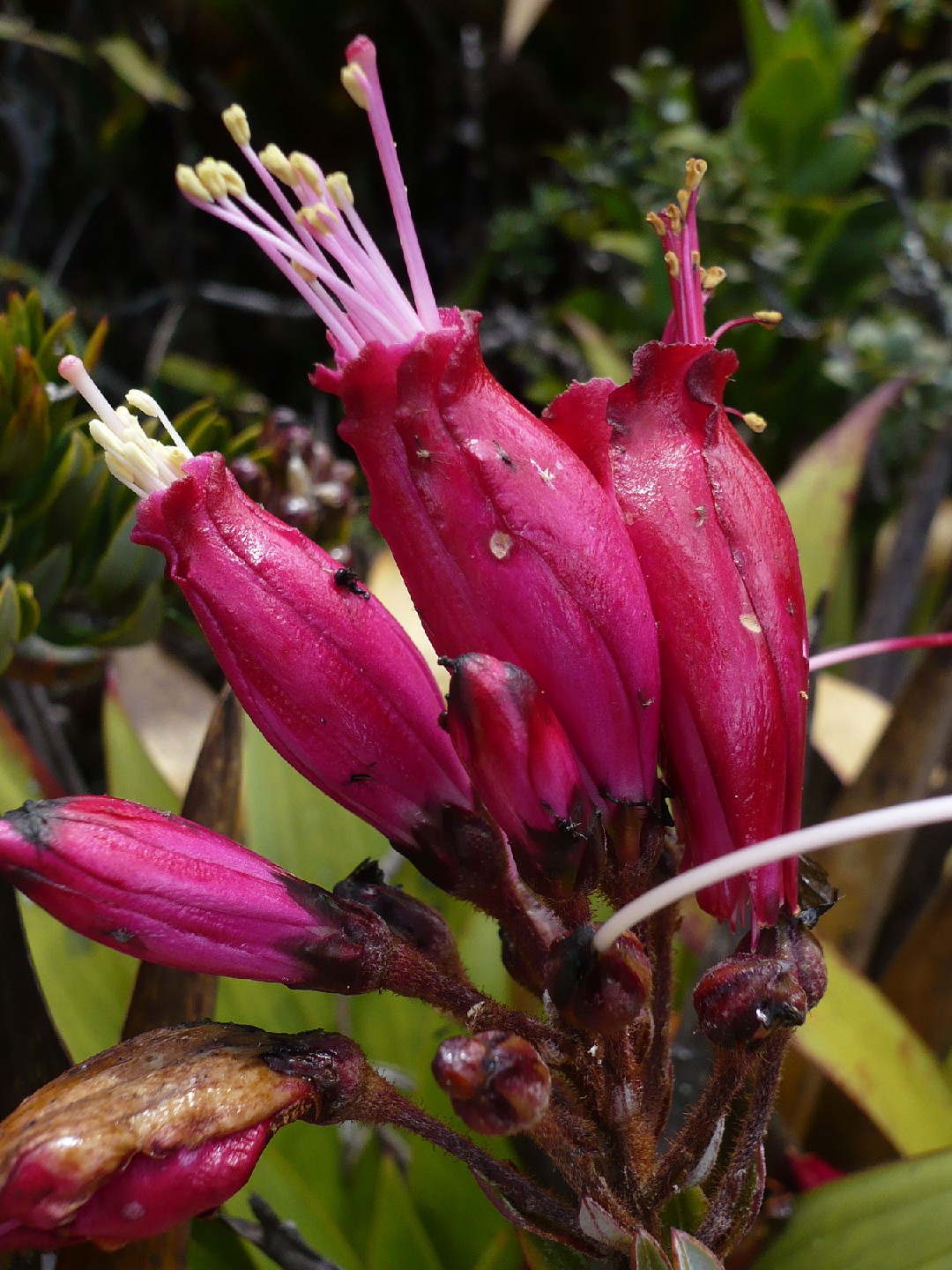 Rhododendron of South America (Bejaria resinosa) Flower, Leaf, Care ...