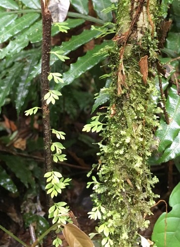 Spleenworts (Asplenium) Flower, Leaf, Care, Uses - PictureThis