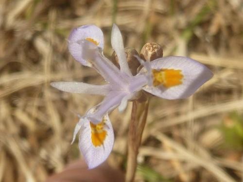 Moraea stricta - PictureThis