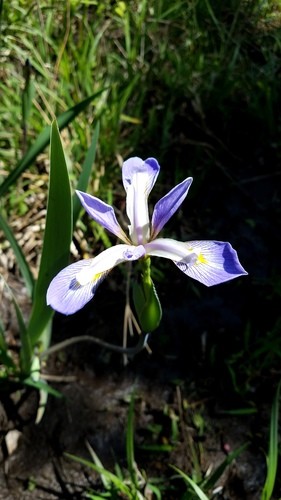 Iris brevicaulis - PictureThis