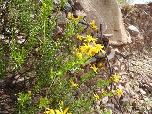 Damiana (Chrysactinia mexicana) - PictureThis
