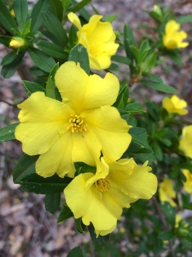 Hibbertia cuneiformis - PictureThis