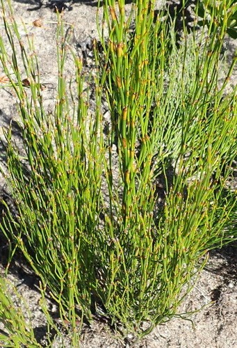 Restio eleocharis - PictureThis