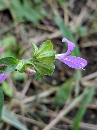 Branched foldwing (Dicliptera brachiata) Flower, Leaf, Care, Uses ...