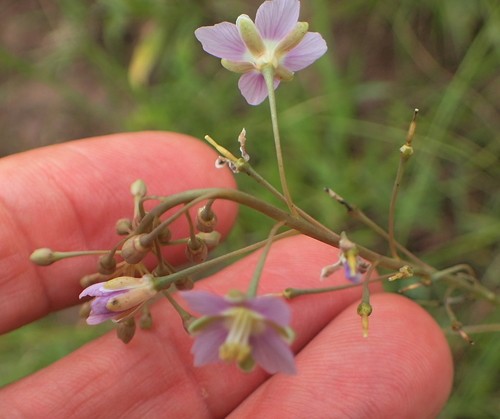 Heliophila rigidiuscula - PictureThis