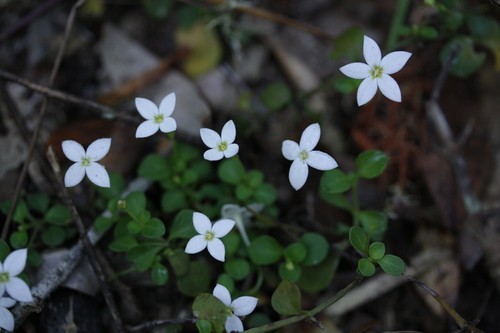 Roundleaf bluet (Houstonia procumbens) Flower, Leaf, Care, Uses ...
