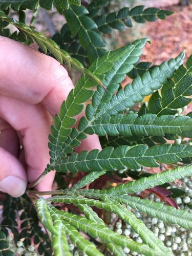 Catalina ironwood (Lyonothamnus) Flower, Leaf, Care, Uses - PictureThis