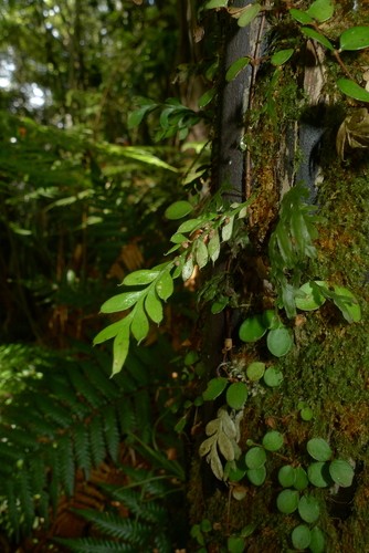 Fork ferns (Tmesipteris lanceolata) Flower, Leaf, Care, Uses - PictureThis