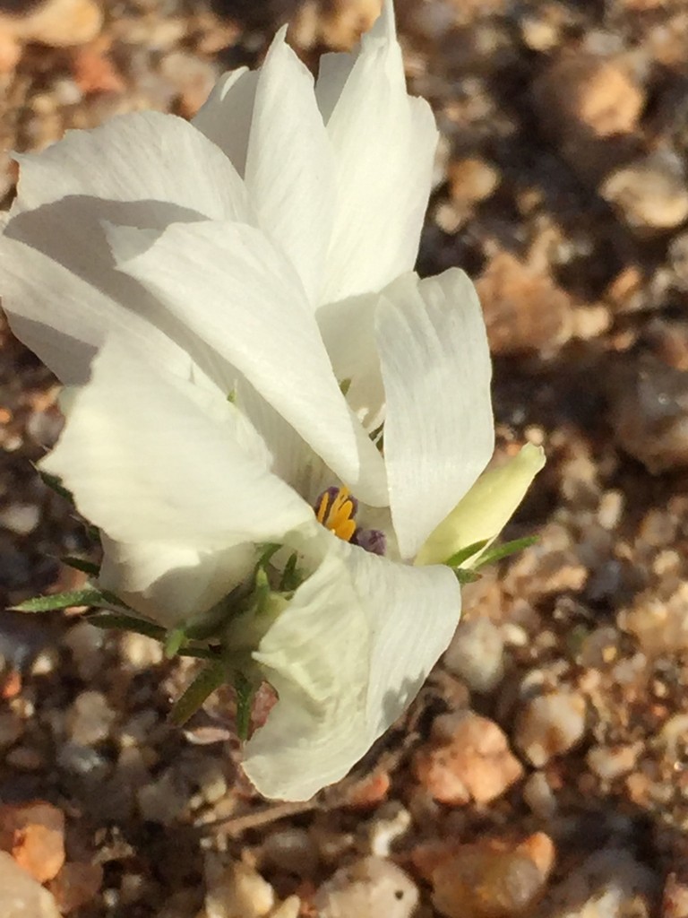 Linanthus parryae - PictureThis