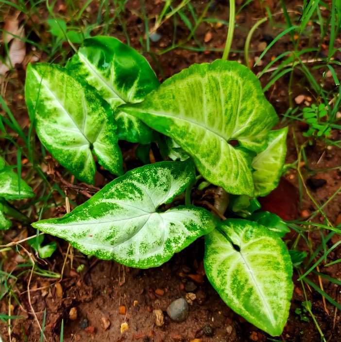 Syngonium (Syngonium) - Picturethis