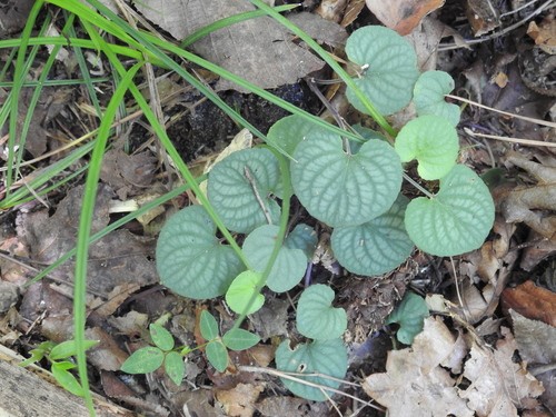 Viola walteri - PictureThis