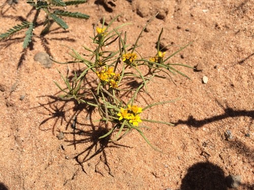 Pectis angustifolia - PictureThis