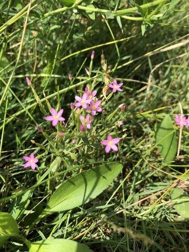 Sabatia angularis - PictureThis