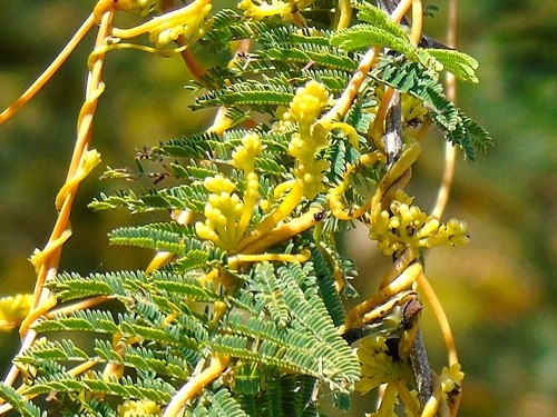 Cizaña (Cuscuta corymbosa) - PictureThis