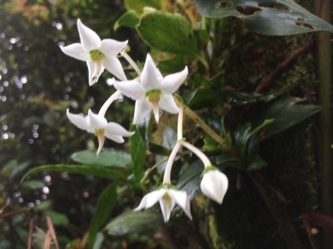 Argostemma Flower, Leaf, Care, Uses - PictureThis