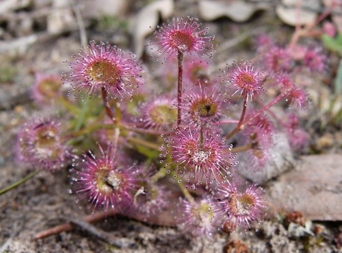 Drosera stolonifera - PictureThis